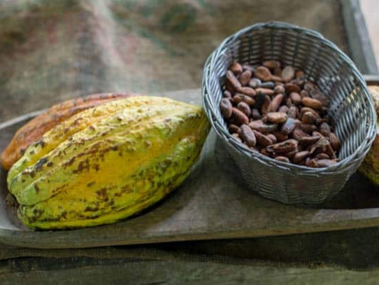 Cacao Tour - Costa Rica Las Villas