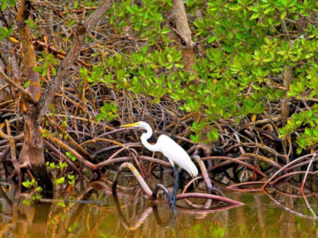 Terraba Sierpe National Wetland - Costa Rica Las Villas